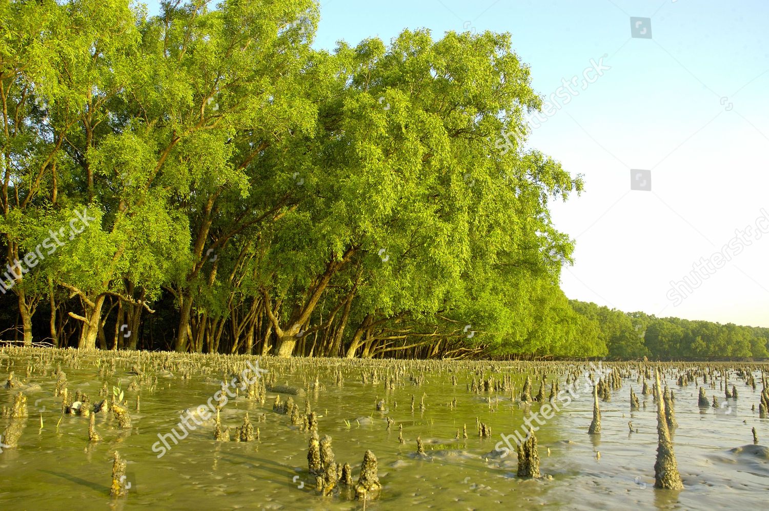 Landscape Katka Sundarban Sundarban Largest Littoral Editorial Stock ...