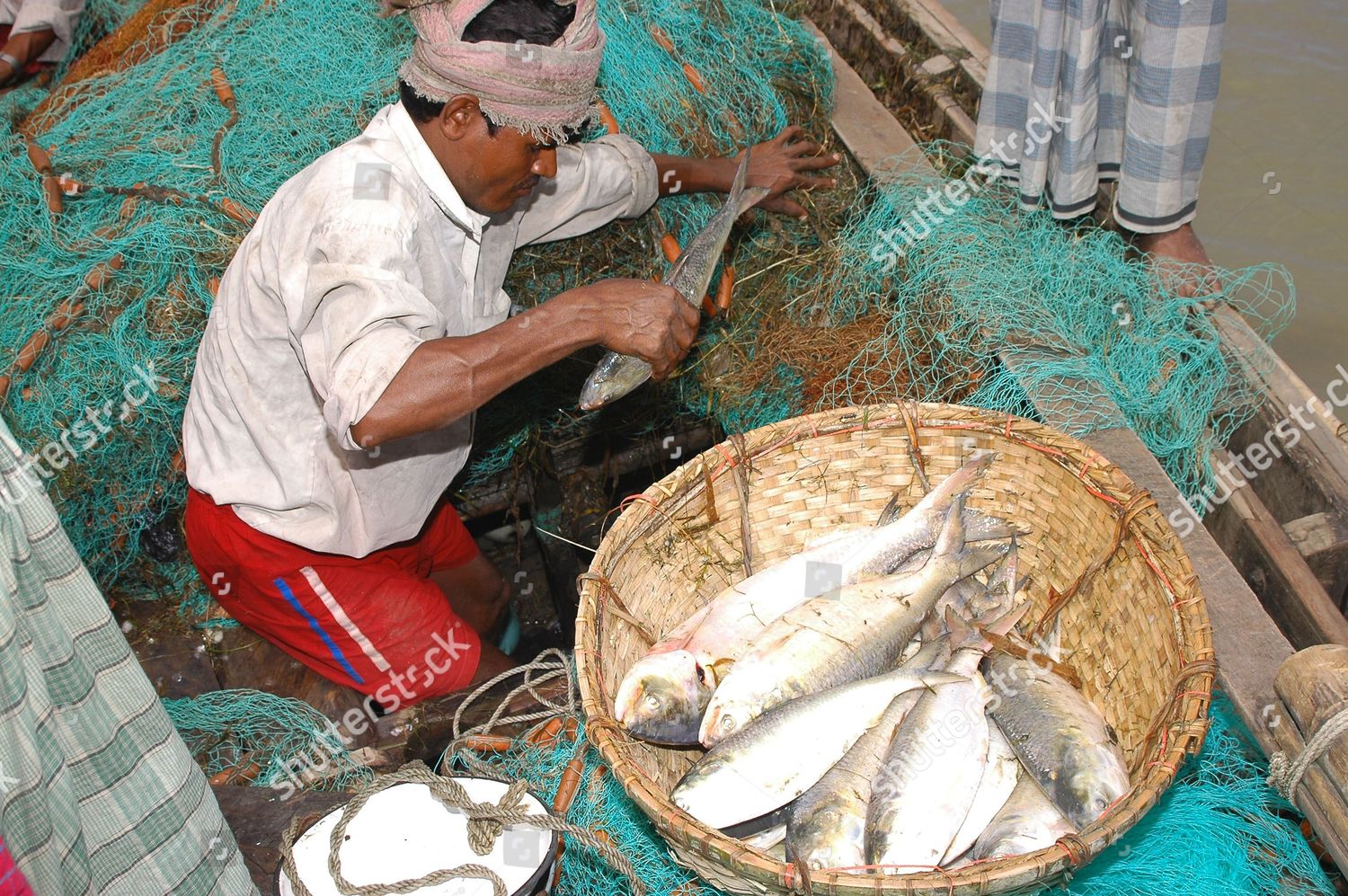 Fisherman Gathering His Catch Fish Basket Editorial Stock Photo - Stock ...