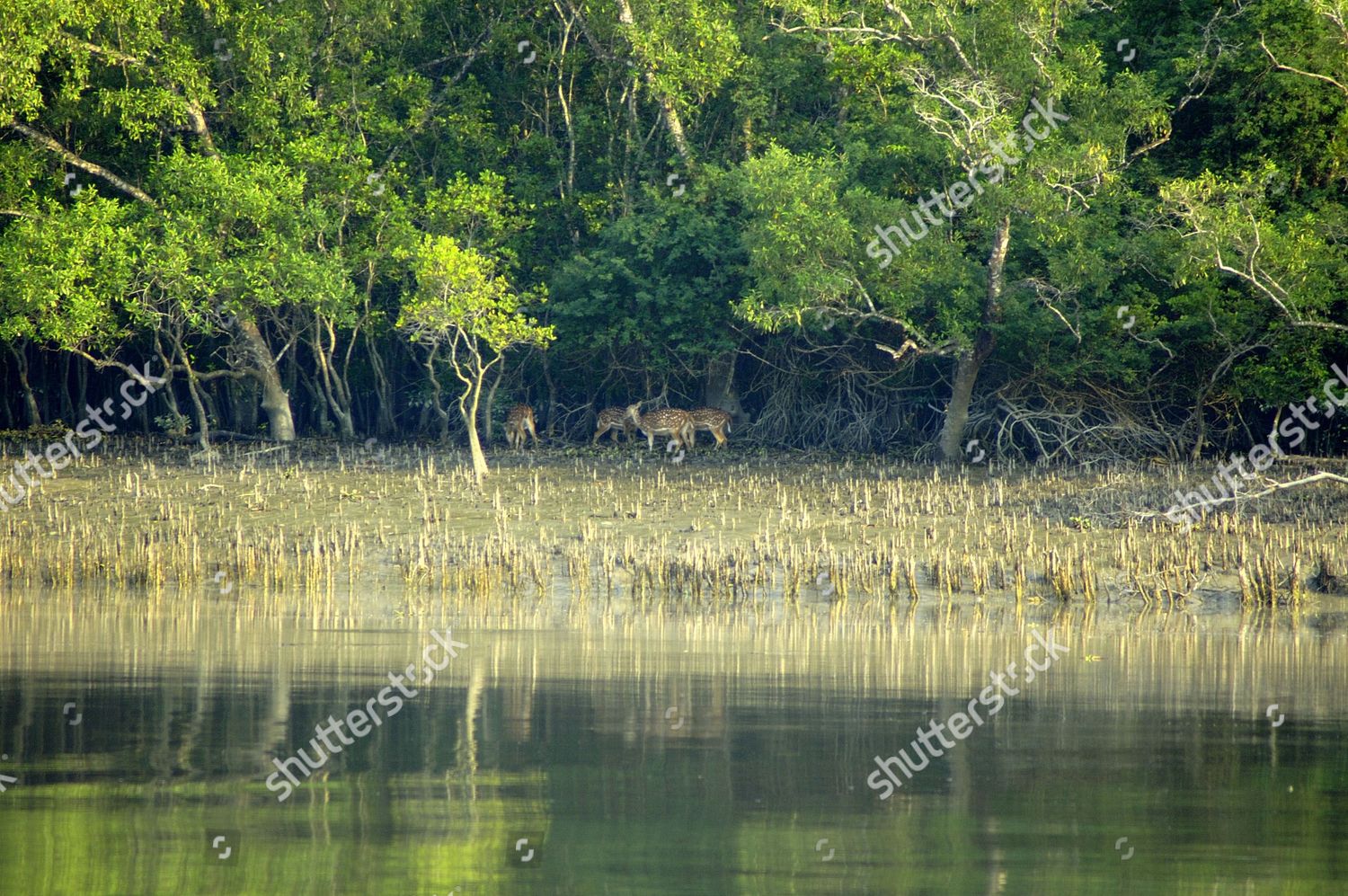 Spotted Deer Sundorban Largest Littoral Mangrove Editorial Stock Photo ...