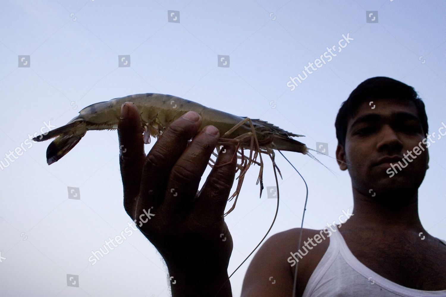 Person Shows Shrimp Gher Shrimp Firm Editorial Stock Photo - Stock ...