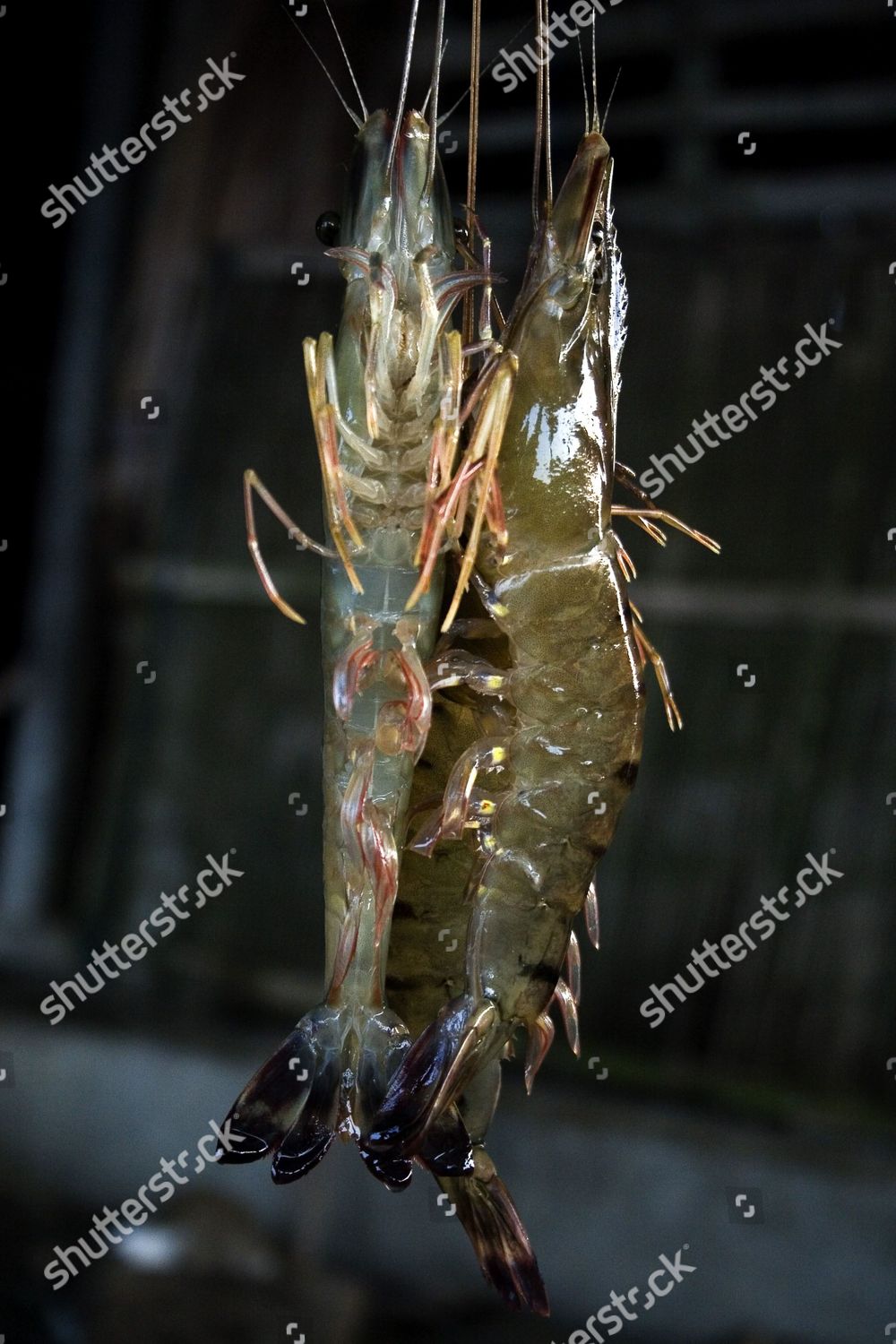 Shrimp Gher Shrimp Firm Mathbari Faroff Editorial Stock Photo - Stock ...