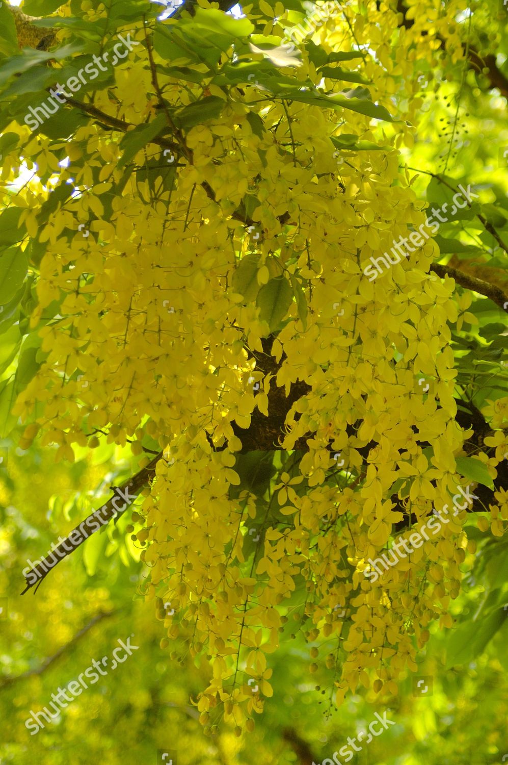 Sonalu Golden Shower Flower Dhaka Bangladesh Editorial Stock Photo ...