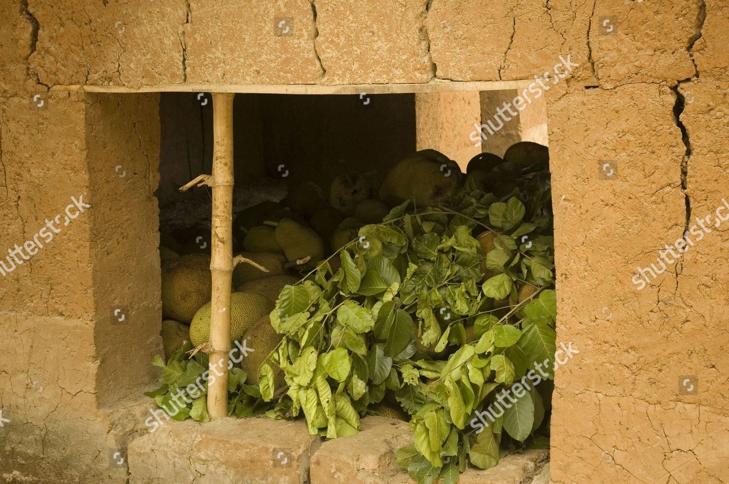 Jackfruits Stored Mud Chamber Gazipur Dhaka Editorial Stock Photo ...
