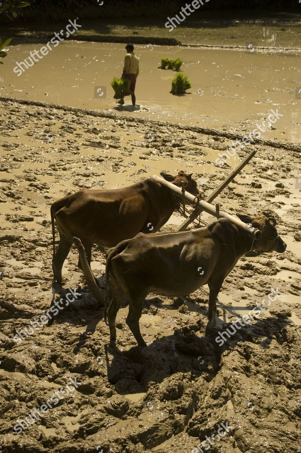 Cows Yoked Plough Crop Field Kapasia Editorial Stock Photo - Stock ...