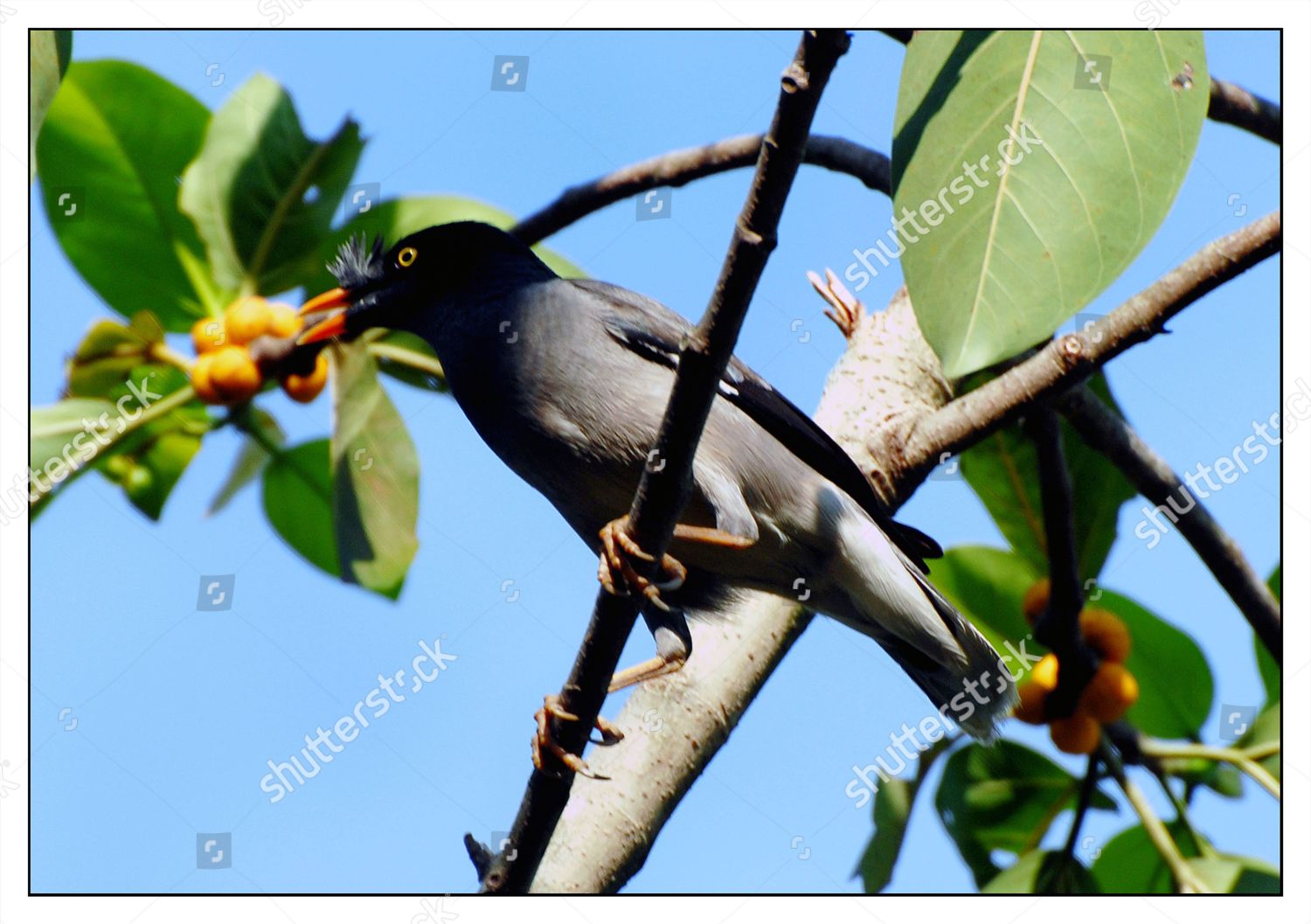 Shalik Myna Very Common Bird Bangladesh Editorial Stock Photo - Stock ...