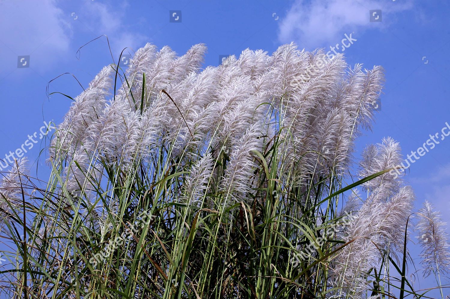 Kashful Blooms During Autumn Season Bangladesh Editorial Stock Photo ...