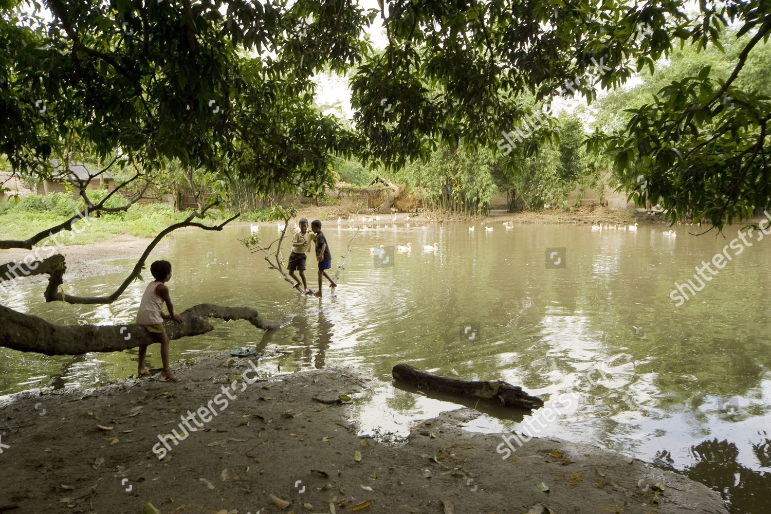 Village Pond Meherpur Bangladesh Editorial Stock Photo - Stock Image ...