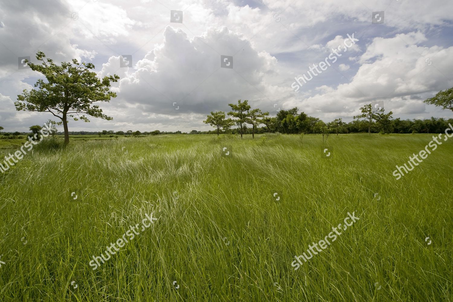 Landscape Meherpur Bangladesh Editorial Stock Photo - Stock Image ...