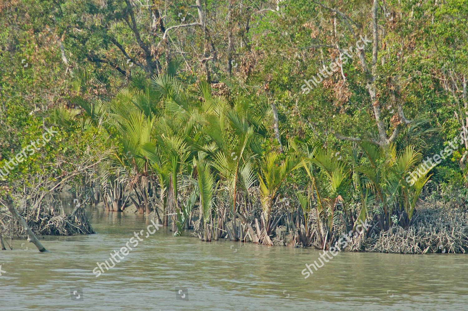 Nipah Palm Trees Known Golpata Sundarbans Editorial Stock Photo - Stock ...