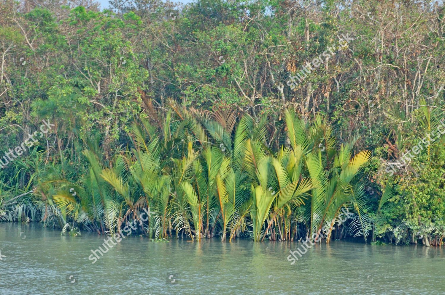 Nipah Palm Trees Known Golpata Sundarbans Editorial Stock Photo - Stock ...