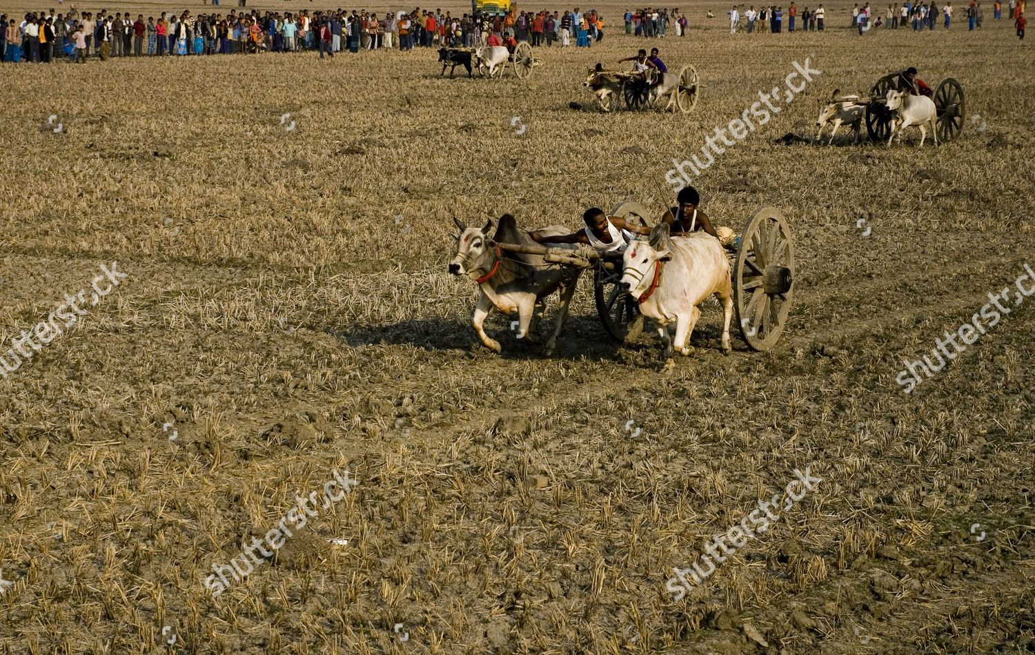 Bullock Cart Race Gorur Gari Dabor Editorial Stock Photo - Stock Image ...