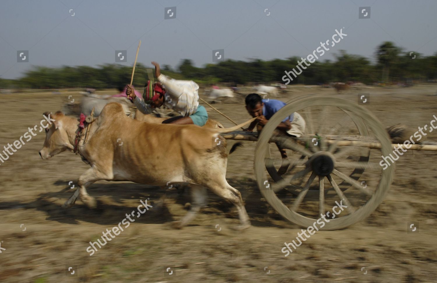 Bullock Cart Race Gorur Gari Dabor Editorial Stock Photo - Stock Image ...
