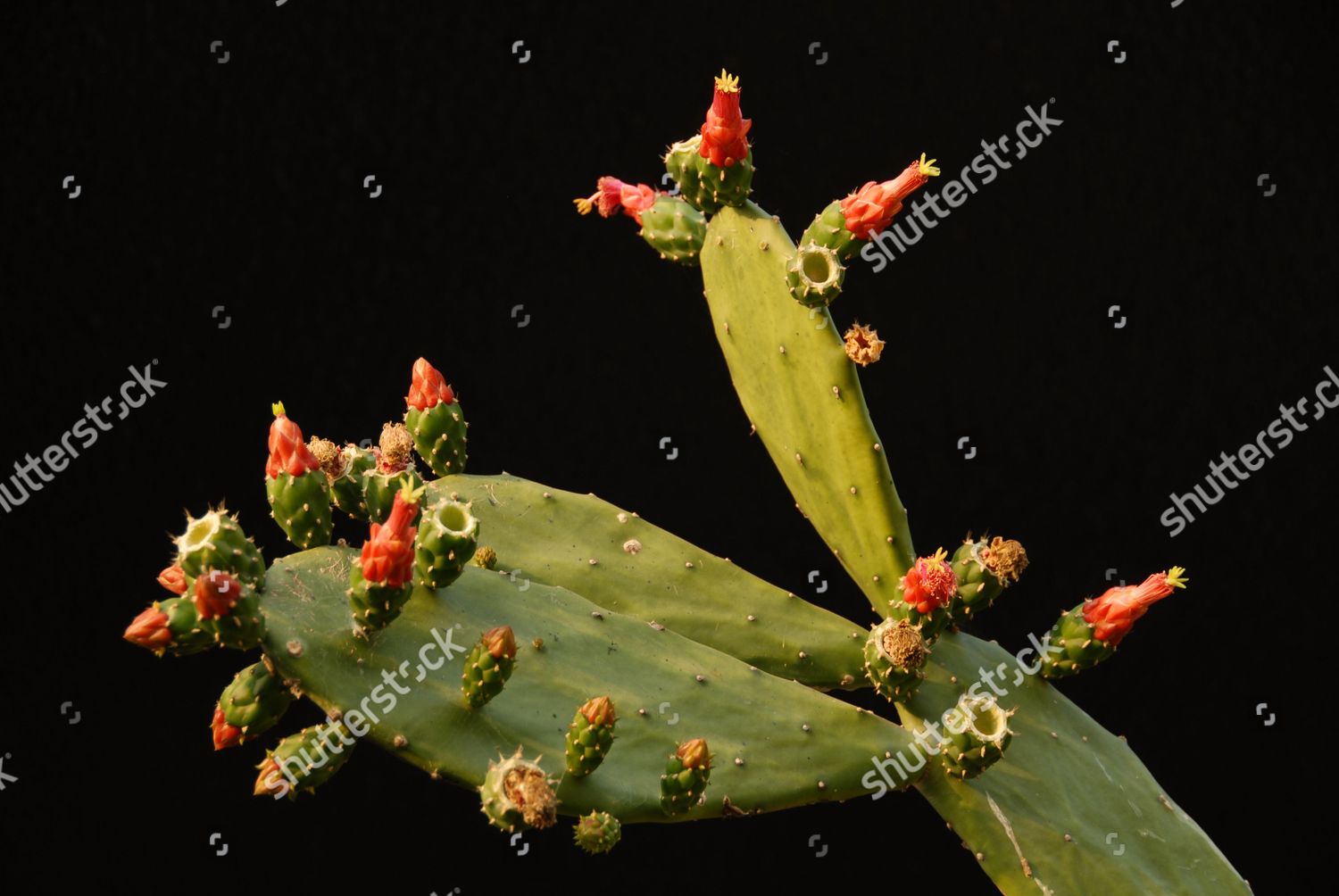 Cactus Plant Dhaka Bangladesh Editorial Stock Photo - Stock Image | Shutterstock