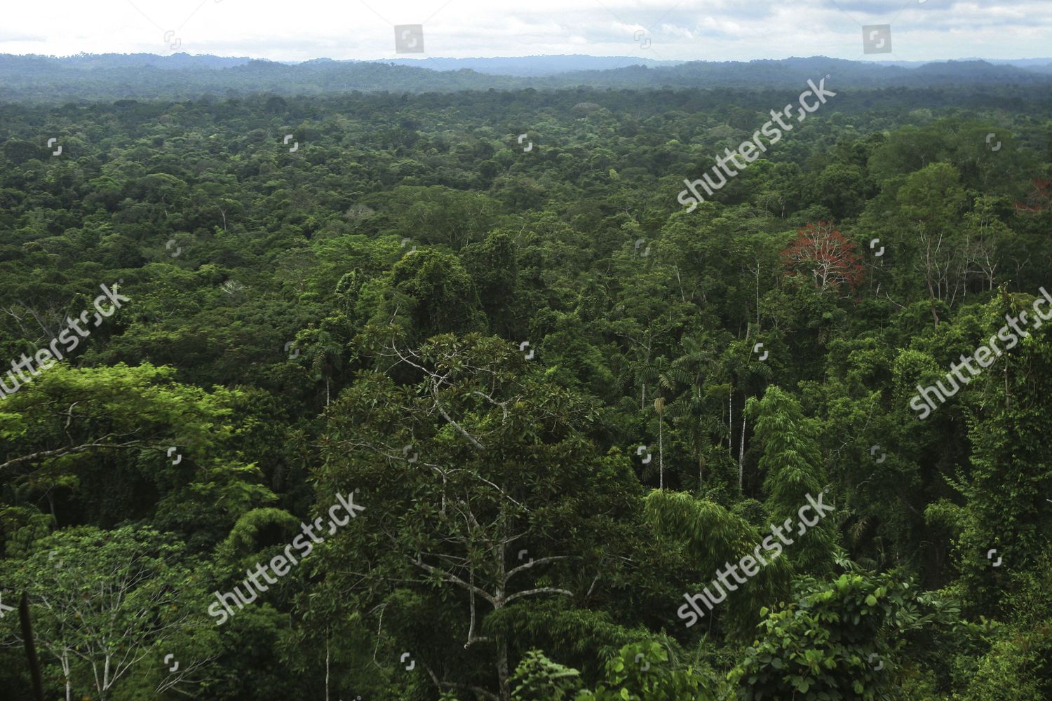 Canopy Amazon Rainforest Coca Orellana Province Editorial Stock Photo ...