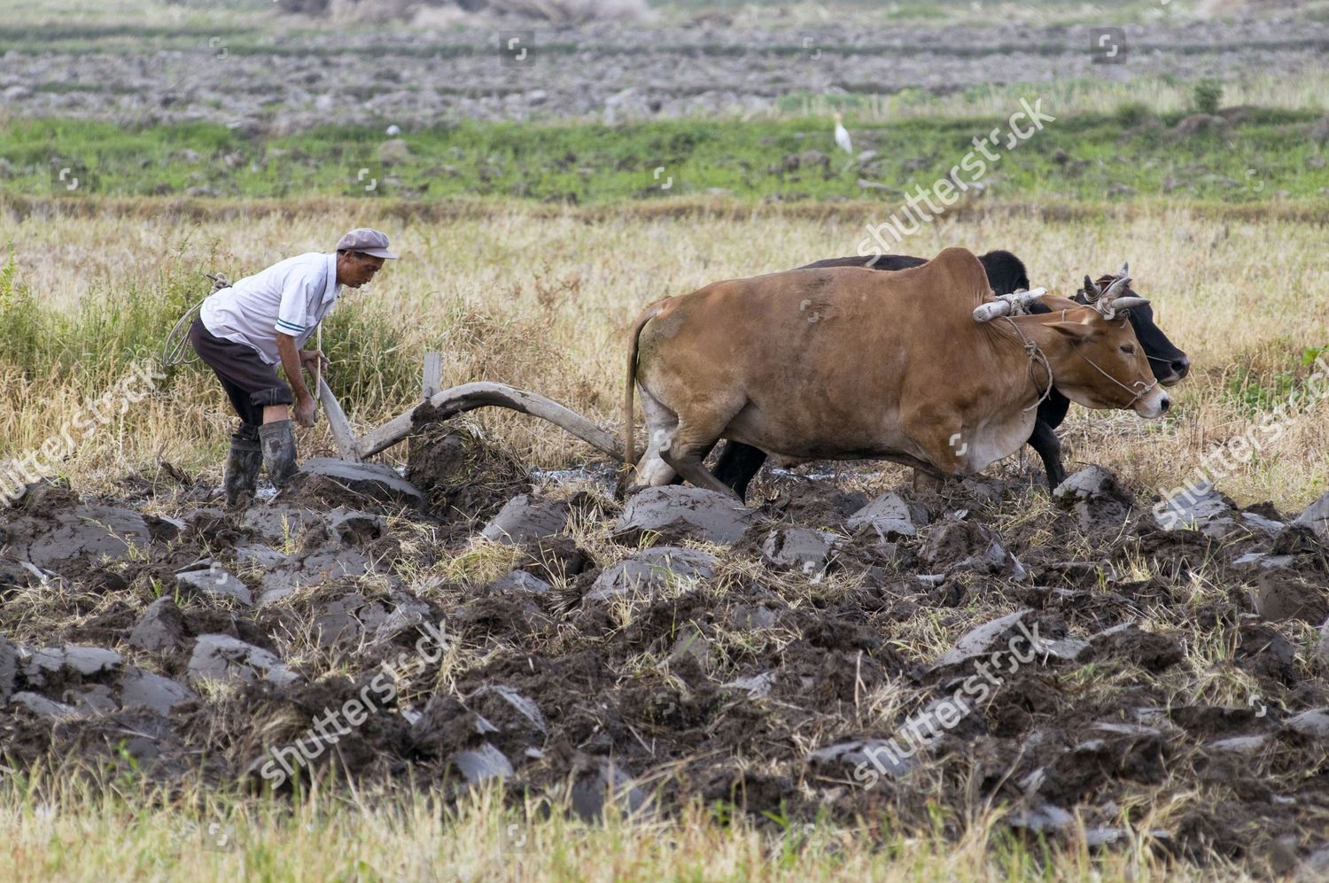 Farmer Ploughing His Land Oxen Yunnan Editorial Stock Photo - Stock ...