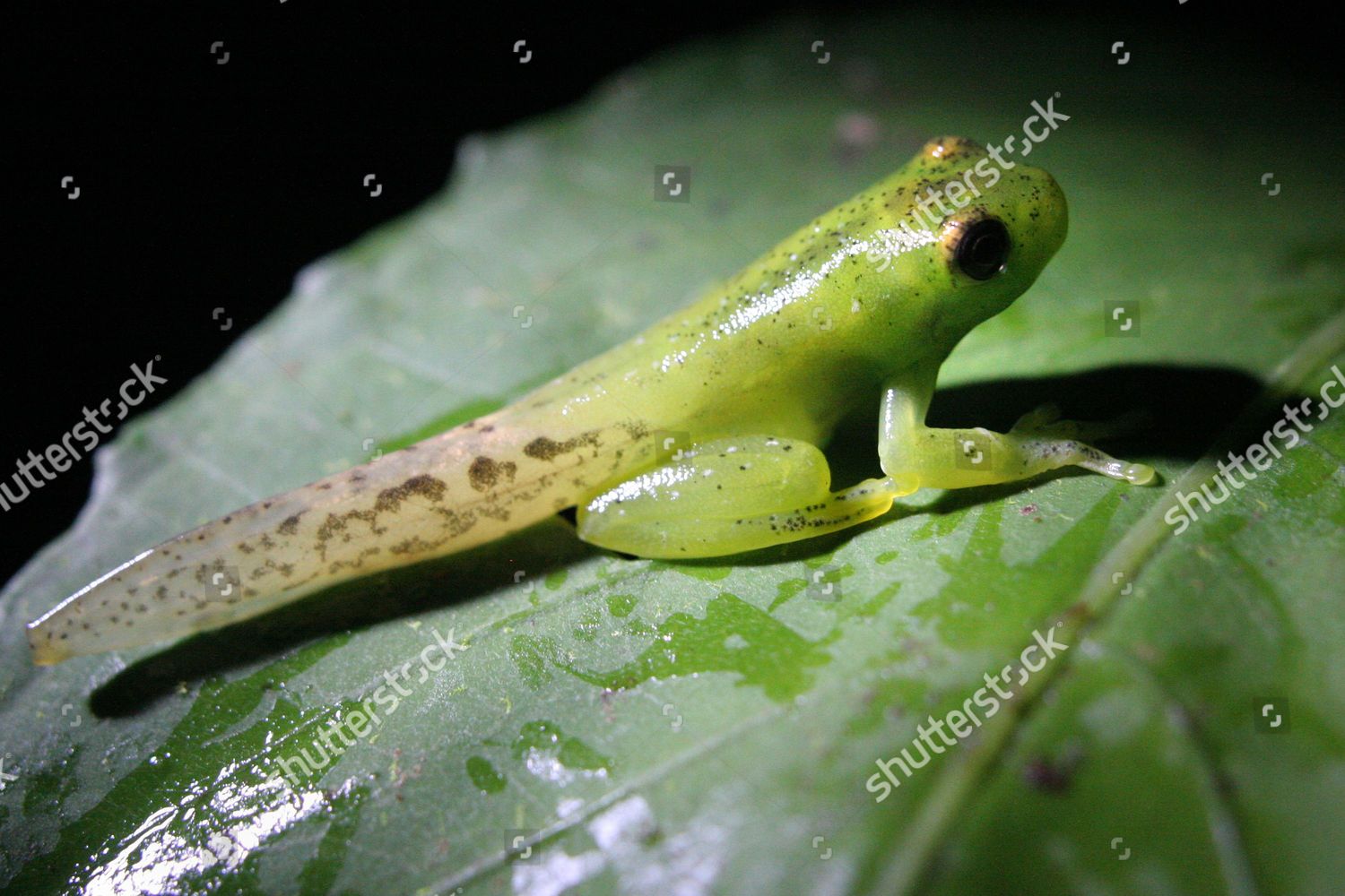 Tadpole Over Leaf Forest San Carlos Editorial Stock Photo - Stock Image ...