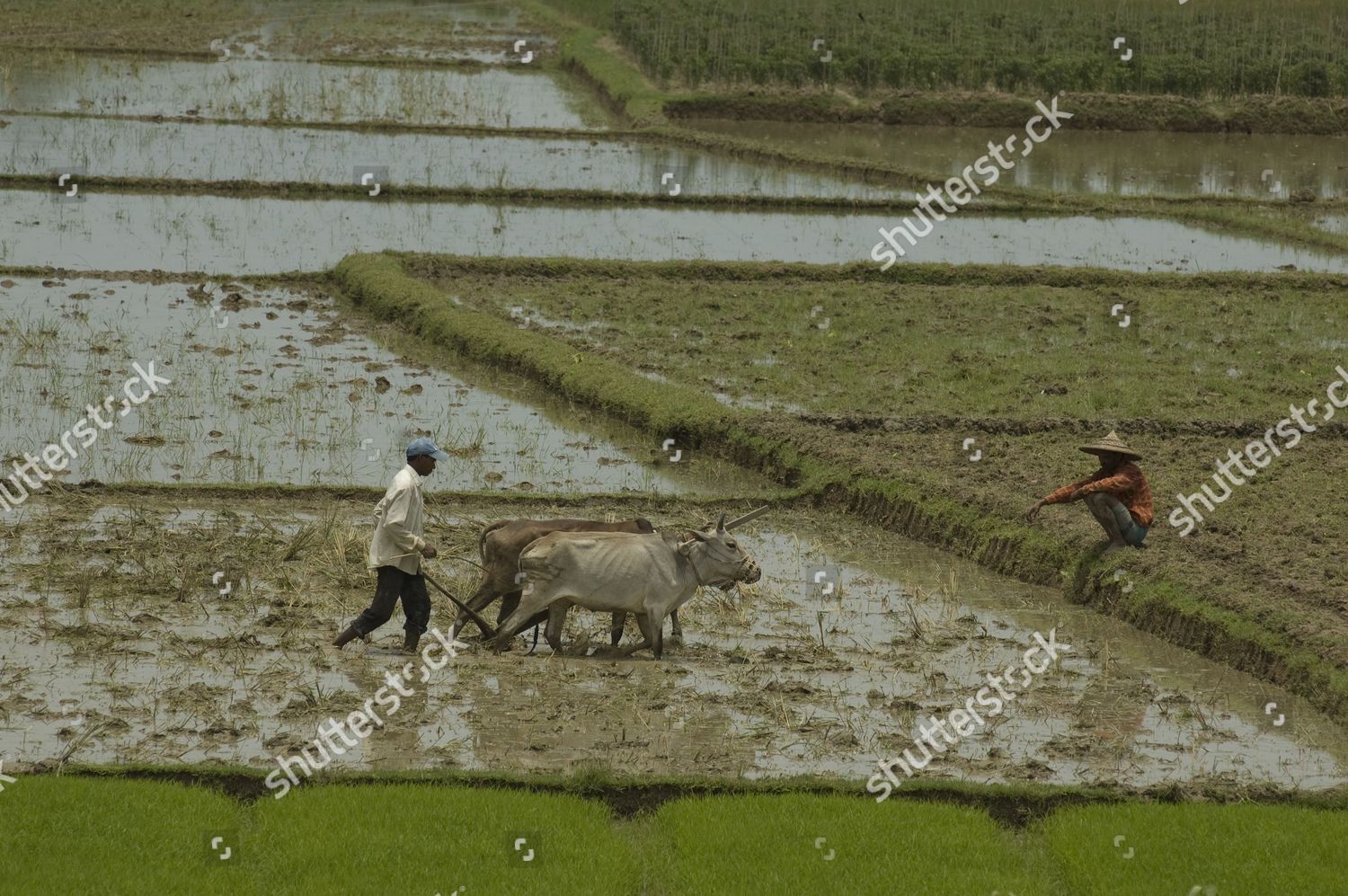 Farmer Tilling His Land Plough Bullocks Editorial Stock Photo - Stock ...