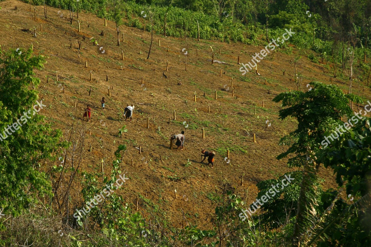 Jhum Cultivation Khagrachari One Hill Districts Editorial Stock Photo ...