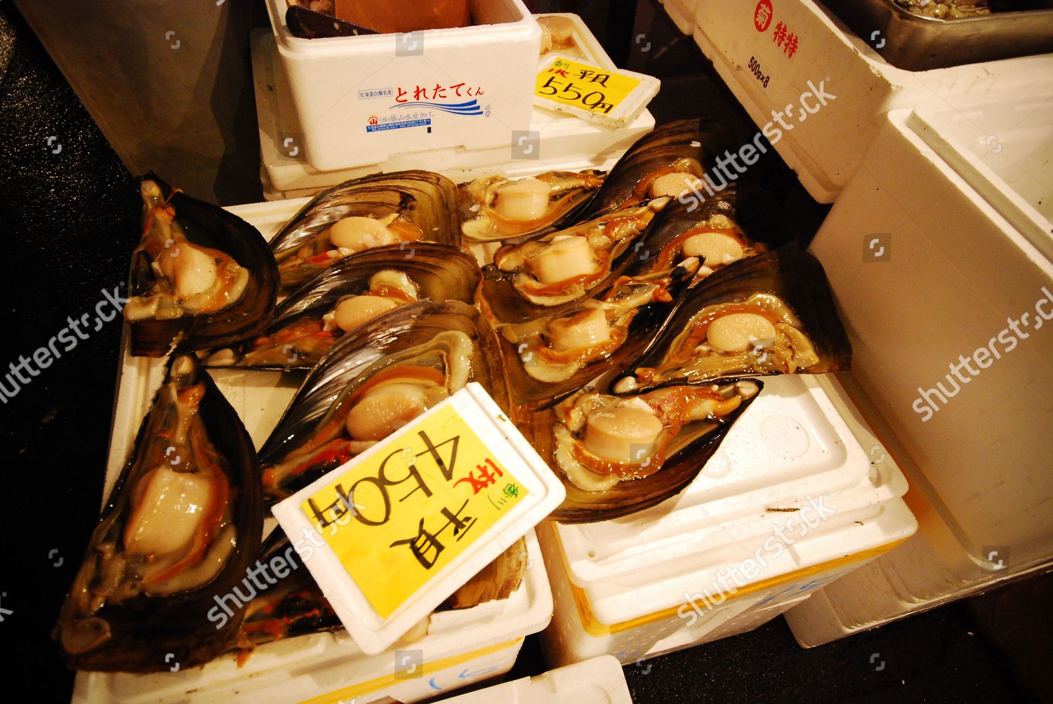 Giant Clams On Display Tsukiji Fish Editorial Stock Photo - Stock Image ...