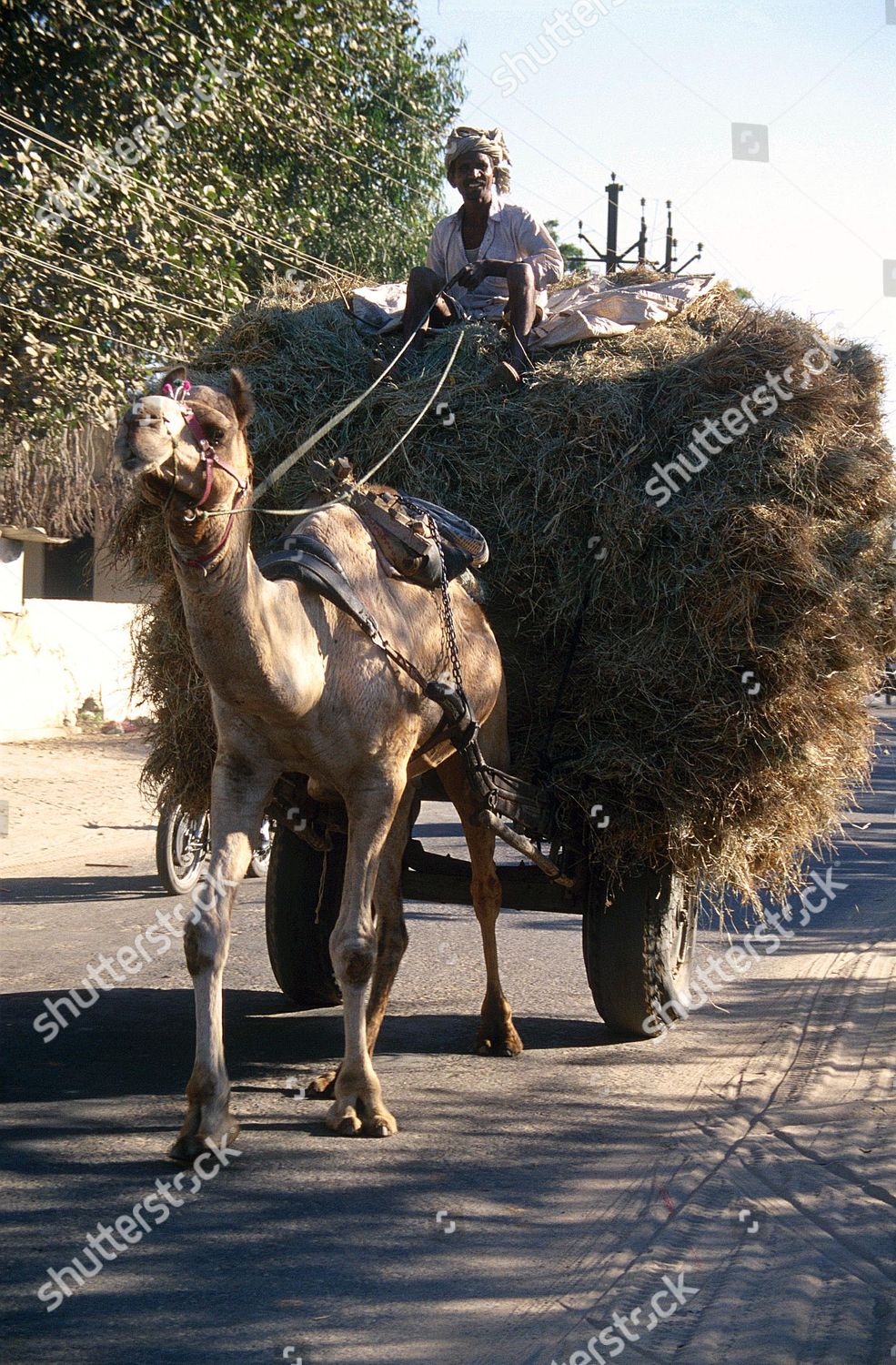 Camel Pulling Cart Hay Rajasthan India Editorial Stock Photo - Stock ...