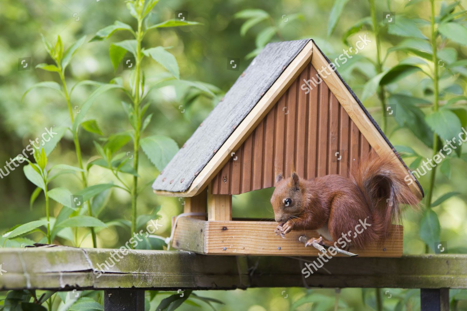 Red Squirrel Sciurus Vulgaris Bird House Editorial Stock Photo - Stock ...