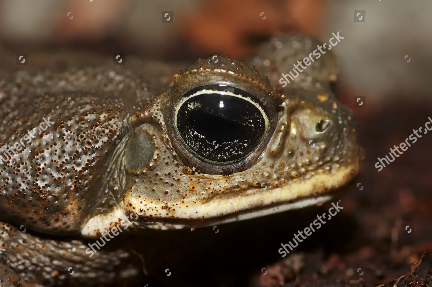 Cane Toad Bufo Marinus Rhinella Marina Editorial Stock Photo - Stock ...