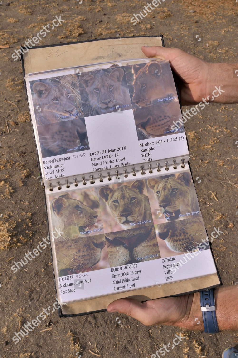 Classification Guide Zambian Carnivore Programme Zcp Editorial Stock Photo - Stock Image ...