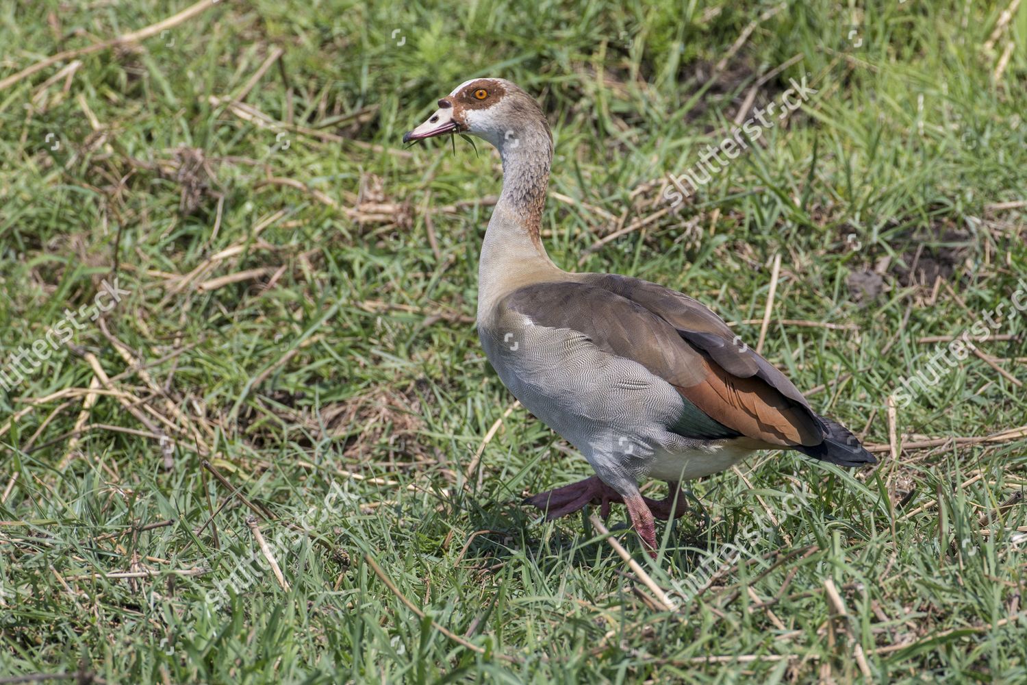 Egyptian Goose Alopochen Aegyptiacus Botswana Editorial Stock Photo ...