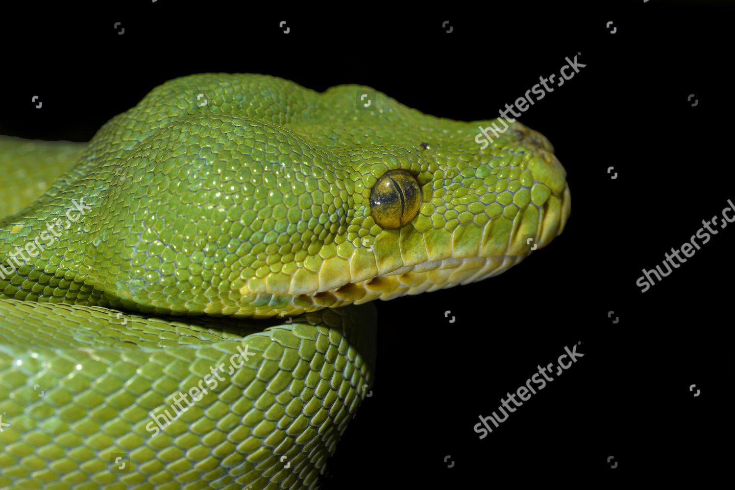 Green Tree Python Chondropython Viridis New Editorial Stock Photo ...