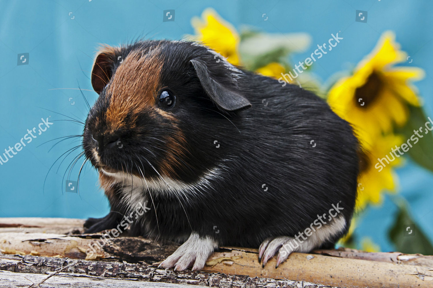 Smooth Guinea Pig Pup Editorial Stock Photo - Stock Image | Shutterstock