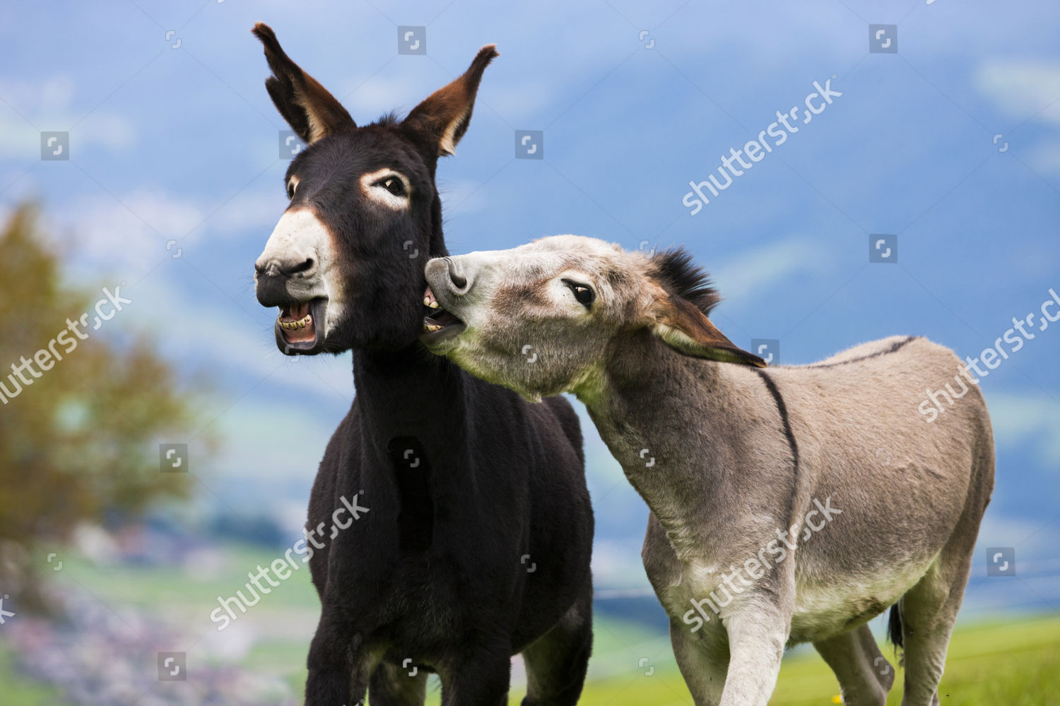 Donkeys Halfbreeds Playing Together North Tyrol Editorial Stock Photo ...