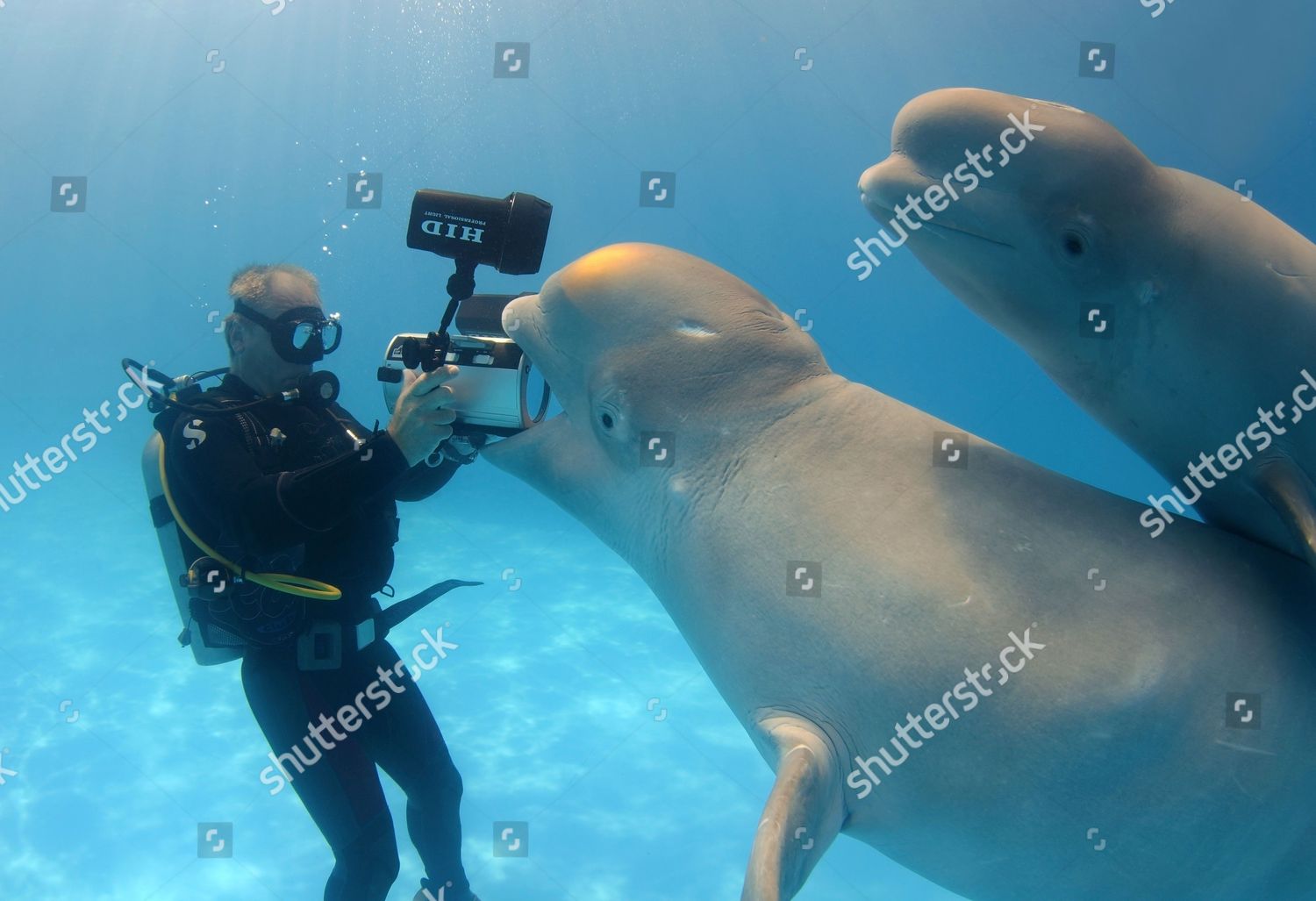 Beluga Whales Ice Cream Snowball Compete Editorial Stock Photo - Stock ...