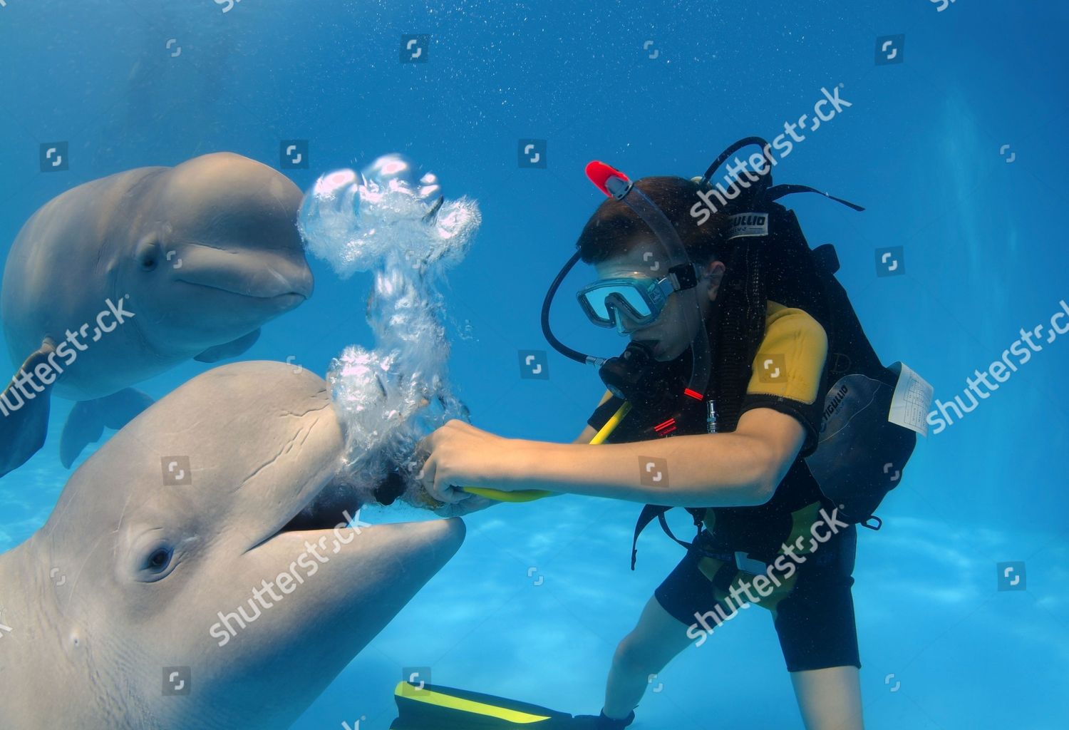 Beluga Whales Ice Cream Snowball Compete Editorial Stock Photo - Stock ...