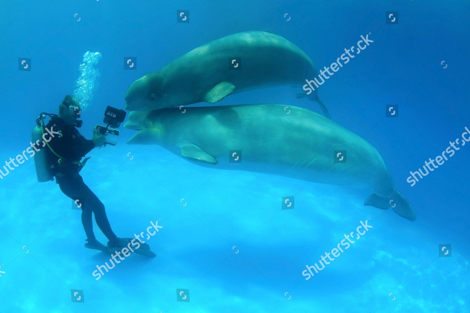 Beluga Whales Ice Cream Snowball Compete Editorial Stock Photo - Stock ...