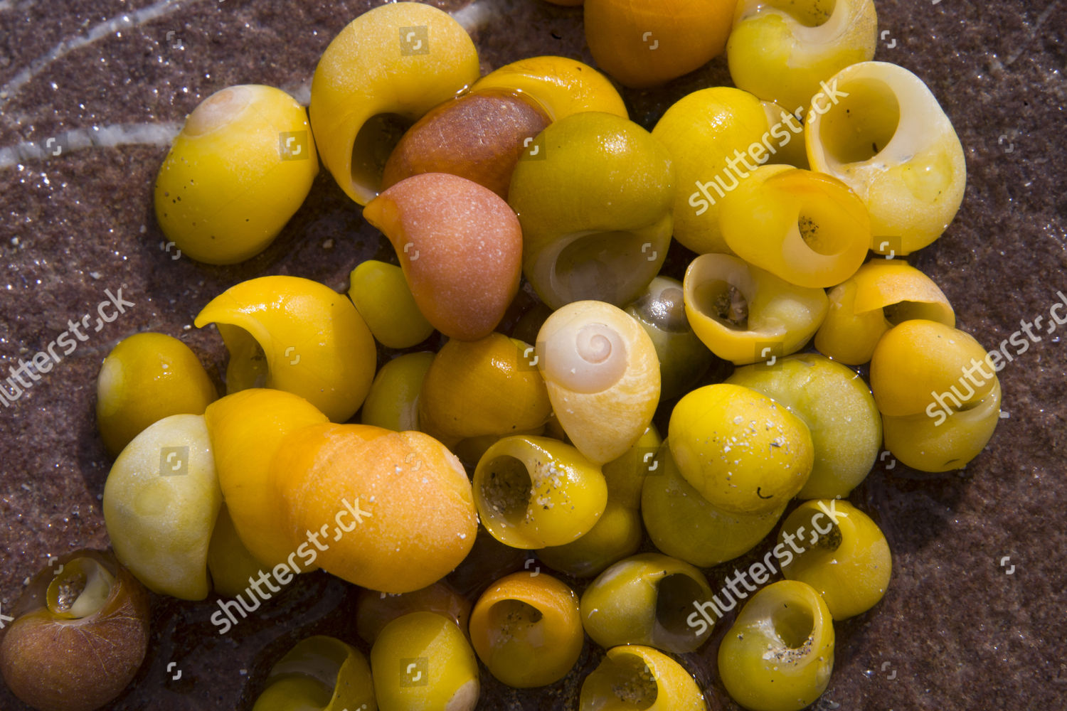 Smooth Flat Periwinkle Littorina Obtusata Empty Editorial Stock Photo ...