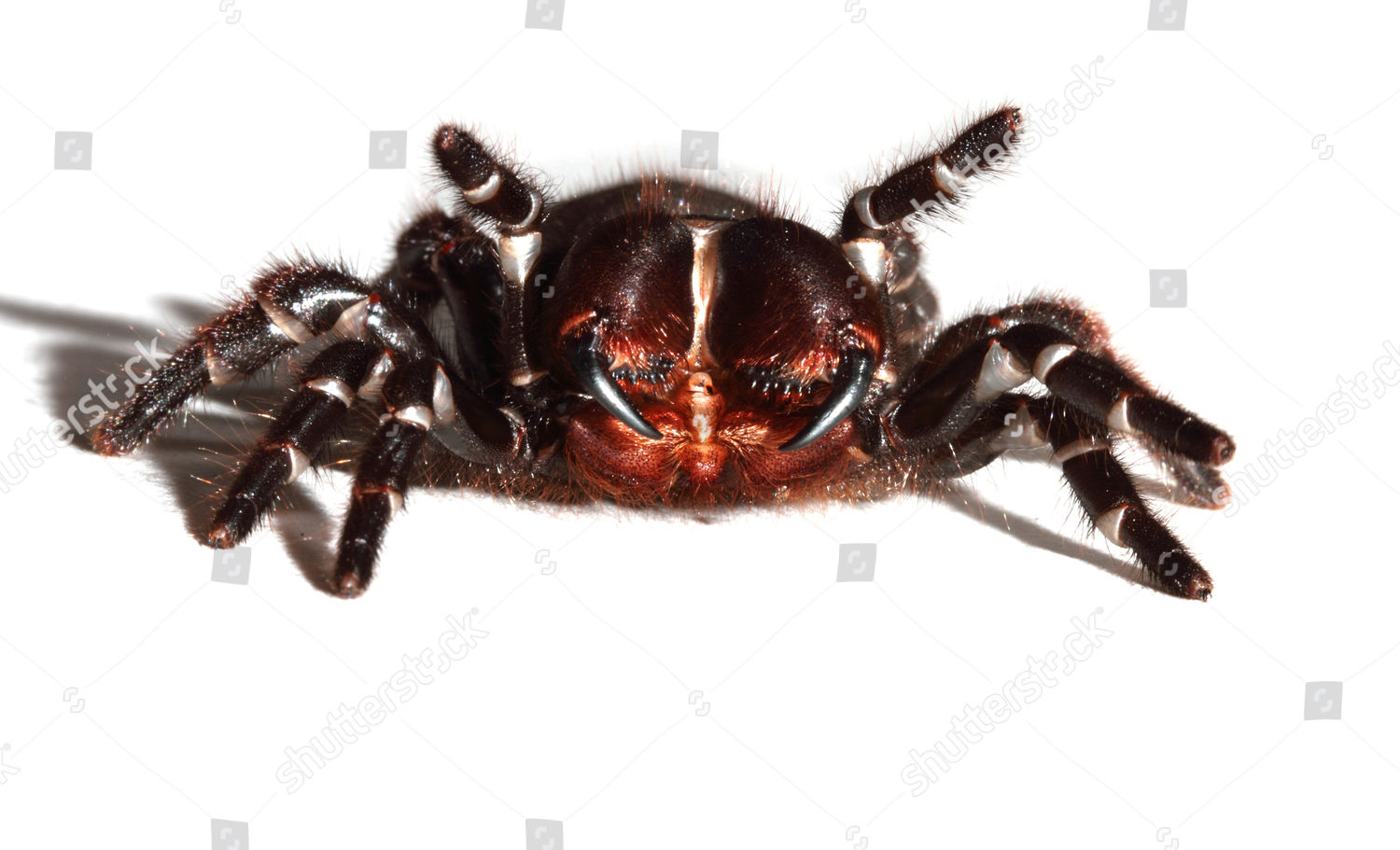 Sydney Funnelweb Spider Atrax Robustus Editorial Stock Photo - Stock ...