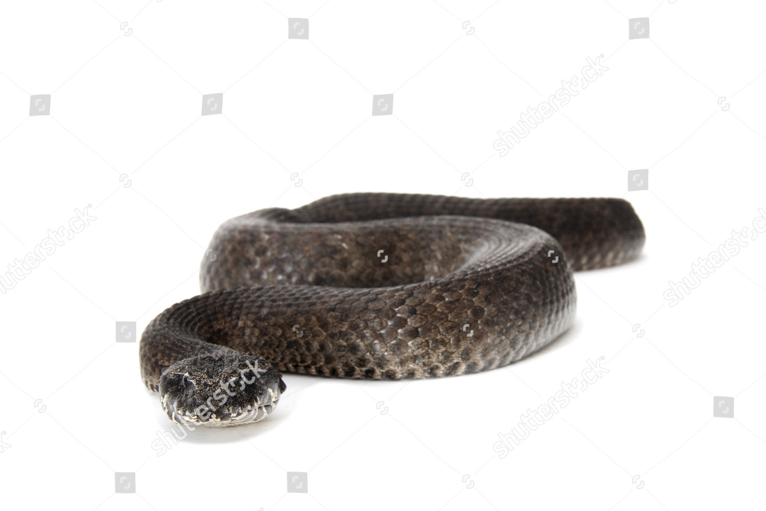 Common Death Adder Acanthophis Antarcticus Grey Editorial Stock Photo ...