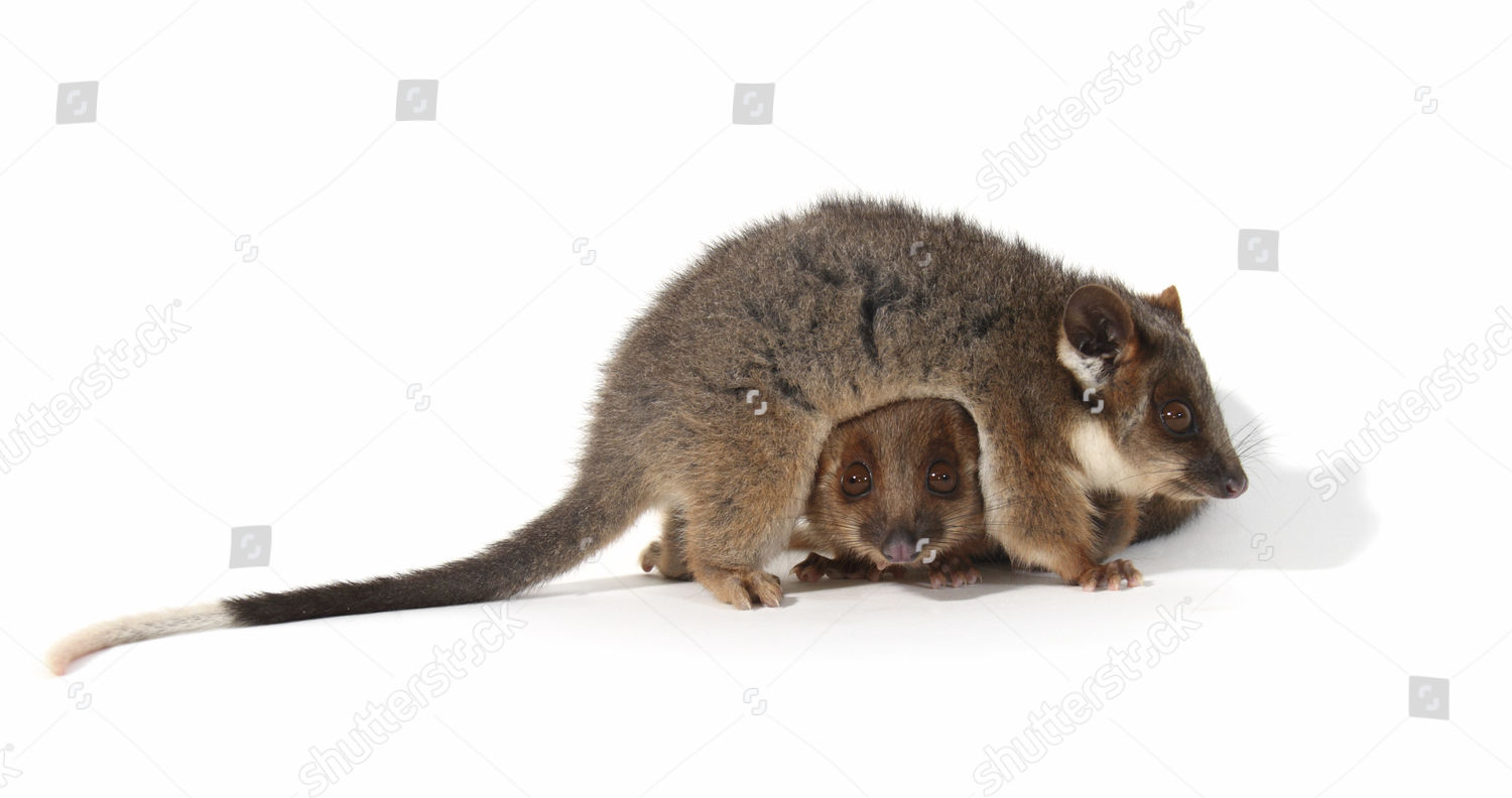 Common Ringtail Possums Pseudocheirus Peregrinus Editorial Stock Photo ...
