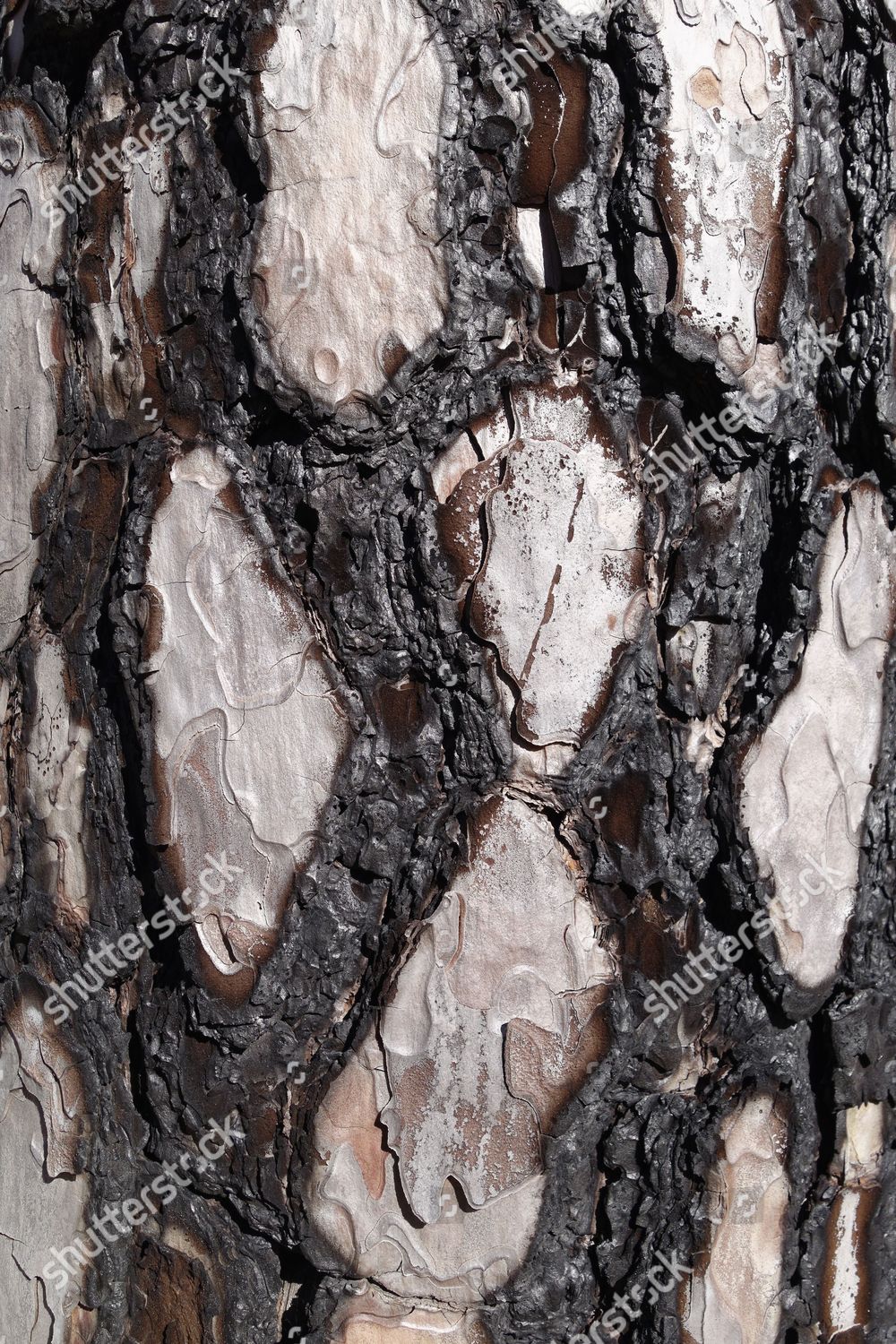Bark Fire Damage Canary Island Pine Editorial Stock Photo - Stock Image ...