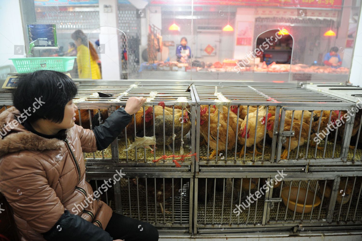 Chickens Cages Poultry Market Editorial Stock Photo - Stock Image ...