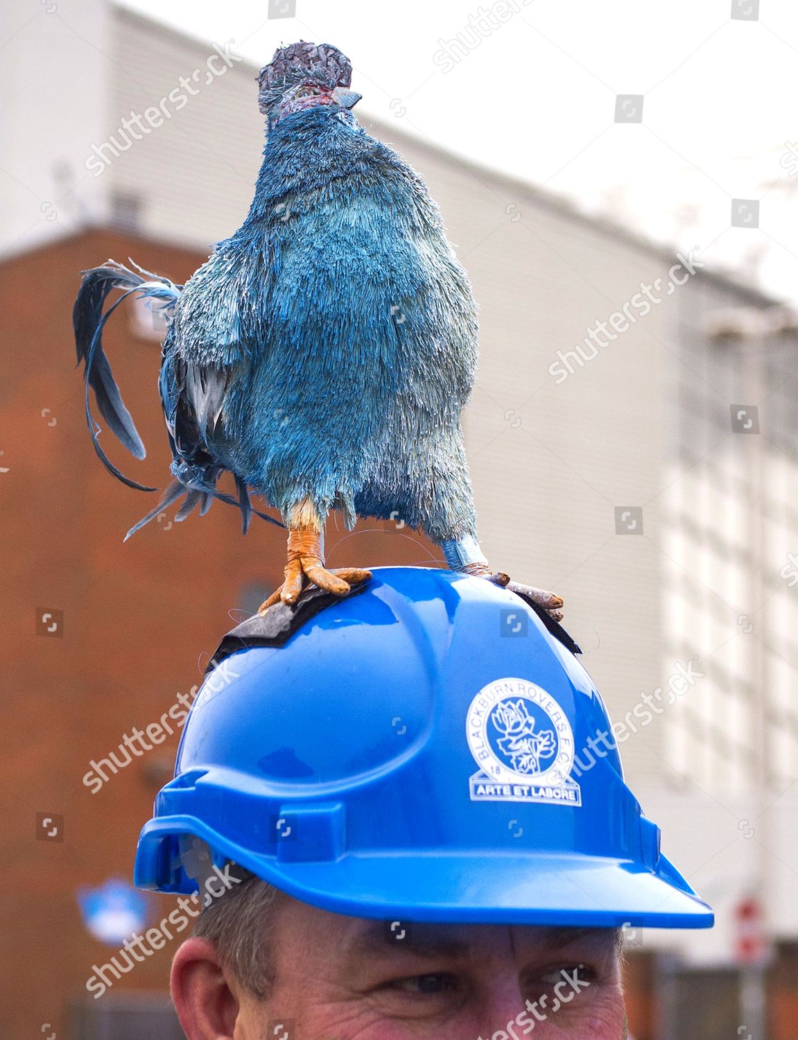 Blackburn Fan Chicken Stuck Builders Helmet Editorial Stock Photo ...