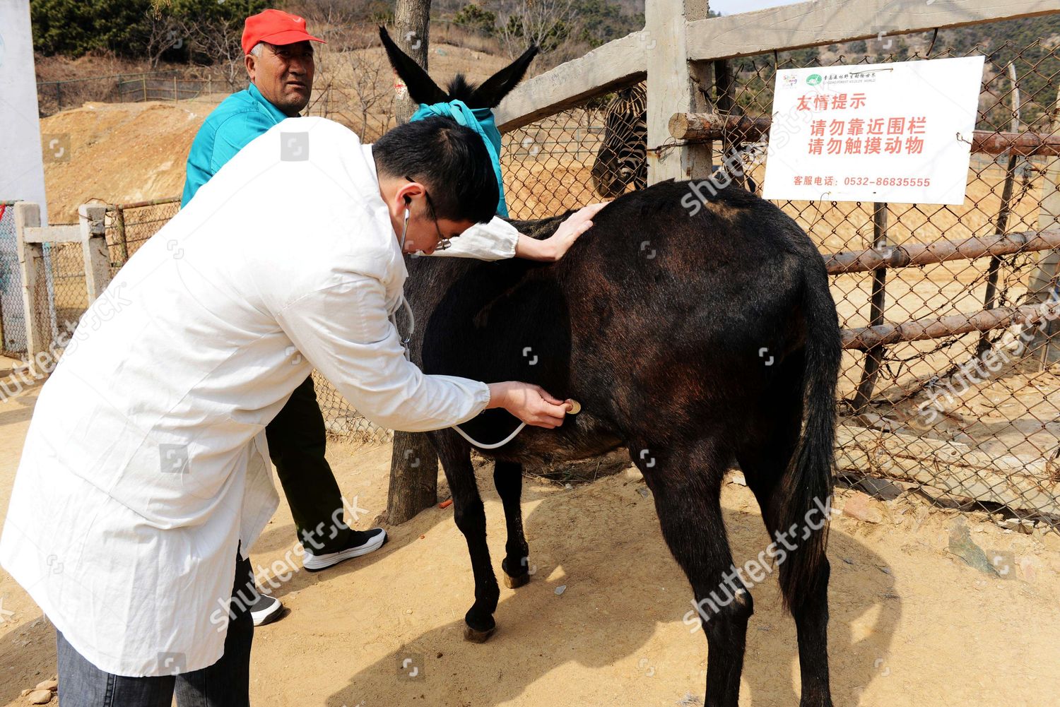 Vets Give Pregnant Donkey Hei Zi Editorial Stock Photo - Stock Image ...