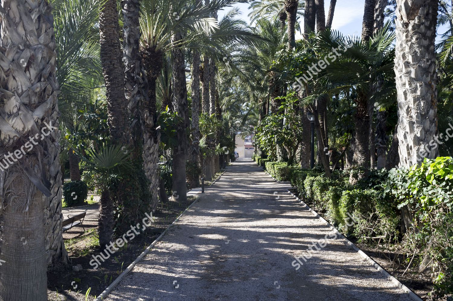 Palm Trees Palmera Imperial Imperial Palm Editorial Stock Photo - Stock ...