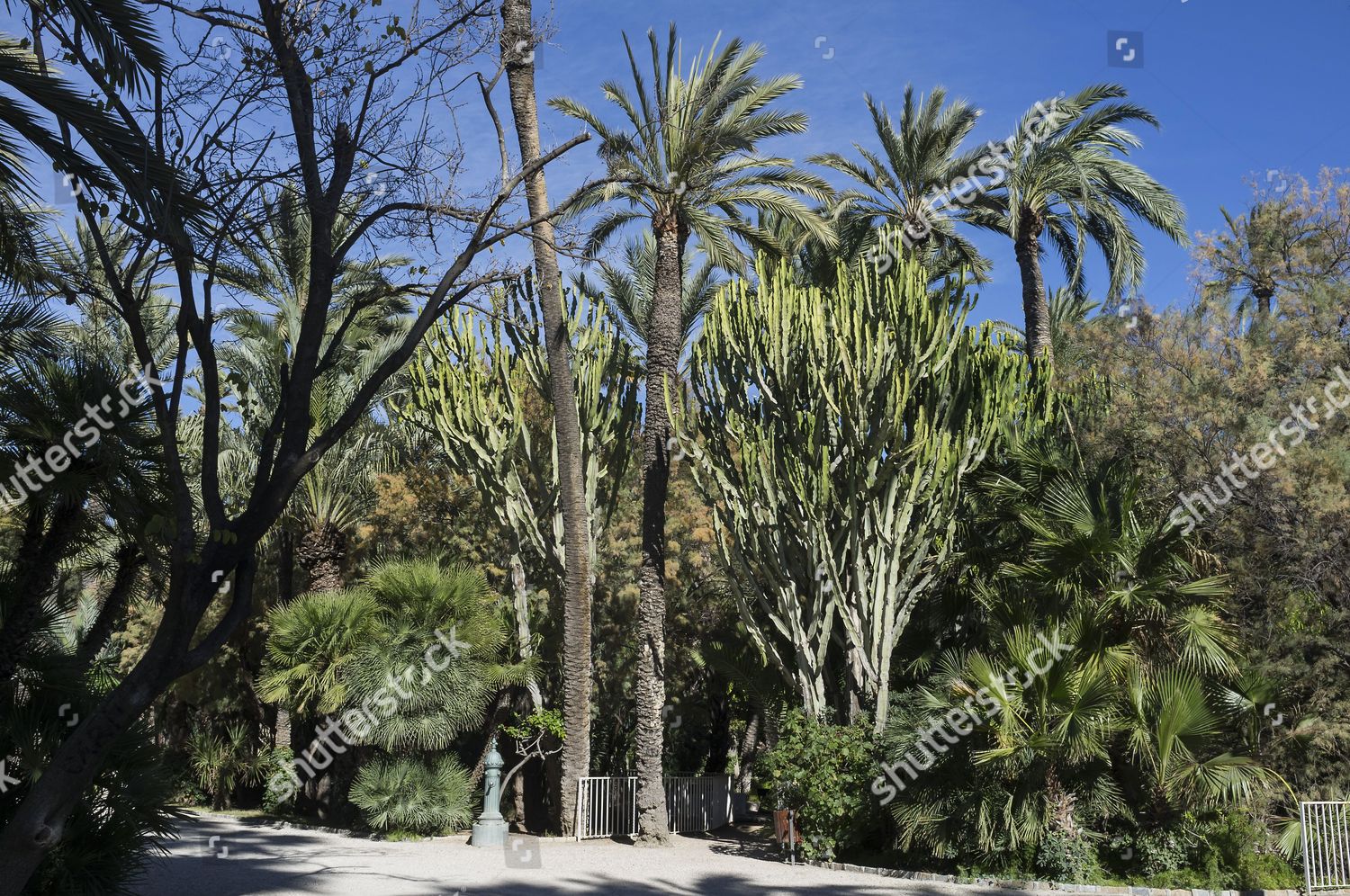 Palm Trees Palmera Imperial Imperial Palm Editorial Stock Photo - Stock ...