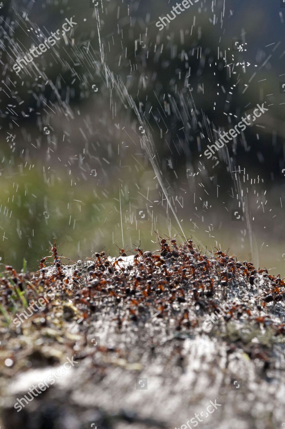 Wood Ants Squirt Formic Acid Into Editorial Stock Photo - Stock Image ...