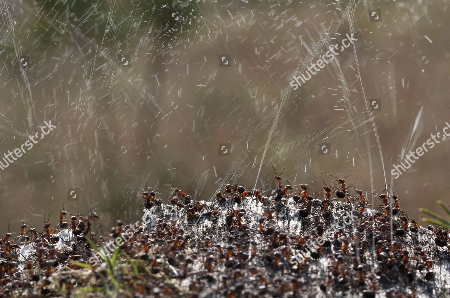 Wood Ants Squirt Formic Acid Into Editorial Stock Photo - Stock Image ...