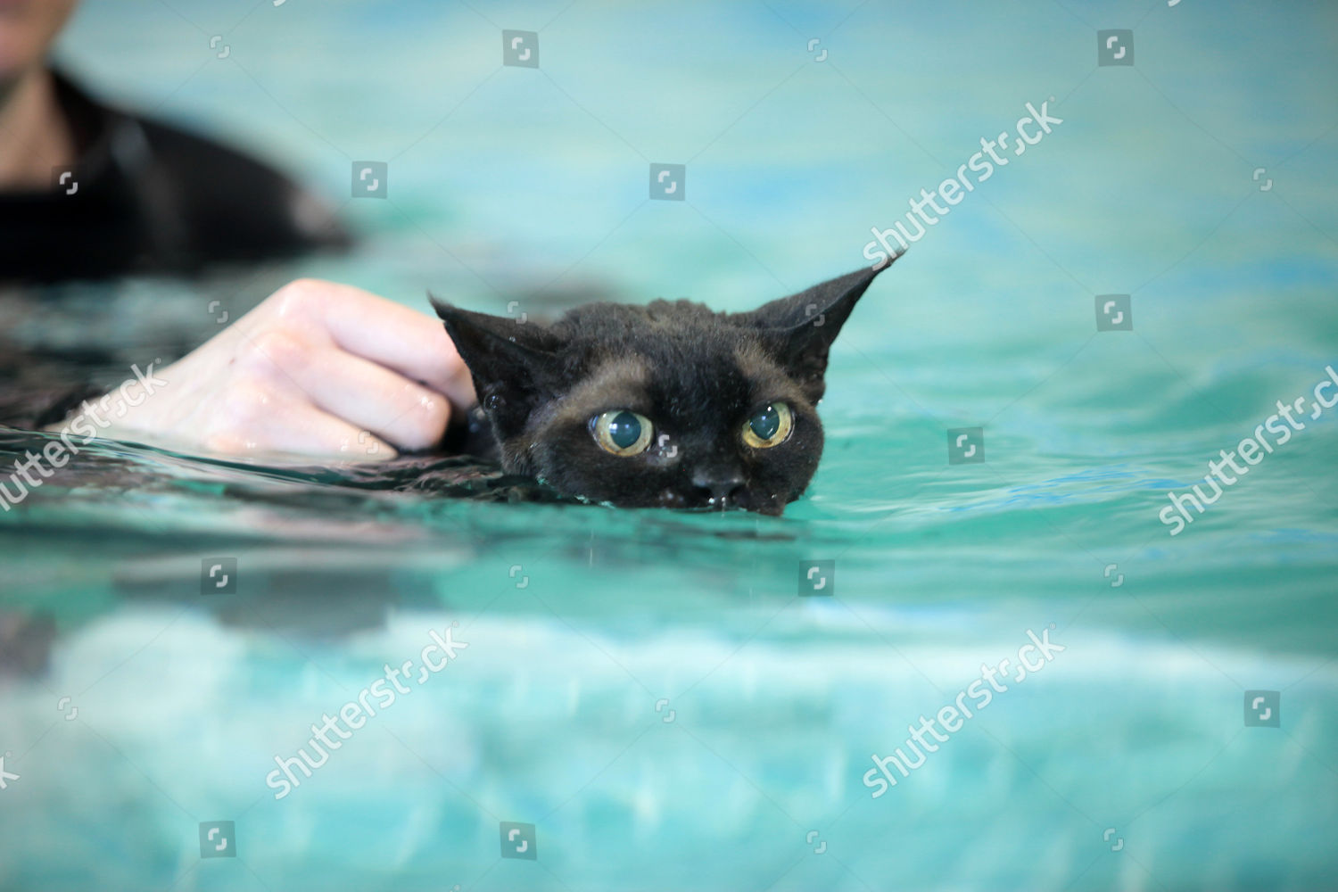 Morph Cat Swimming Pool Editorial Stock Photo - Stock Image | Shutterstock