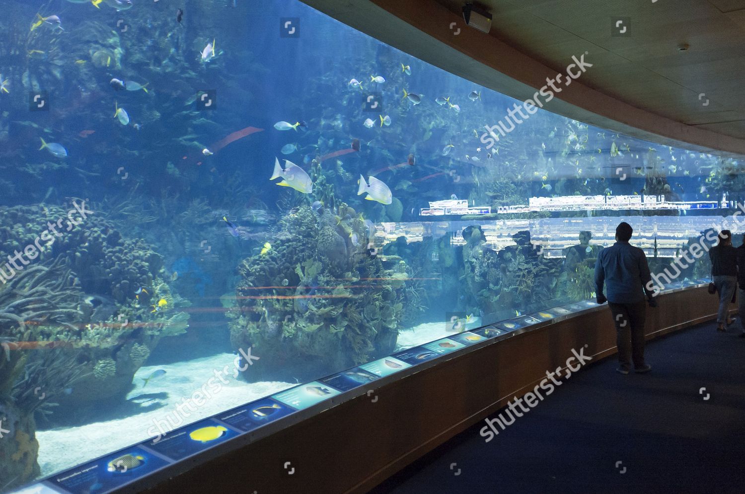 Aquarium Inside Oceanografic Area City Arts Editorial Stock Photo ...