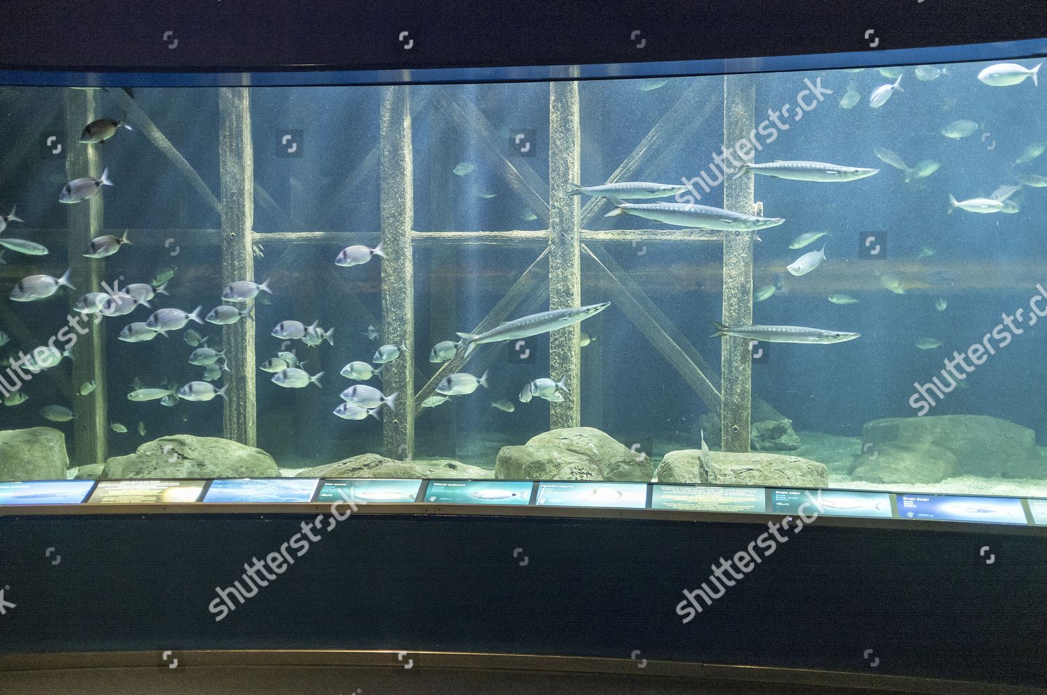Aquarium Inside Area Oceanografic City Arts Editorial Stock Photo ...