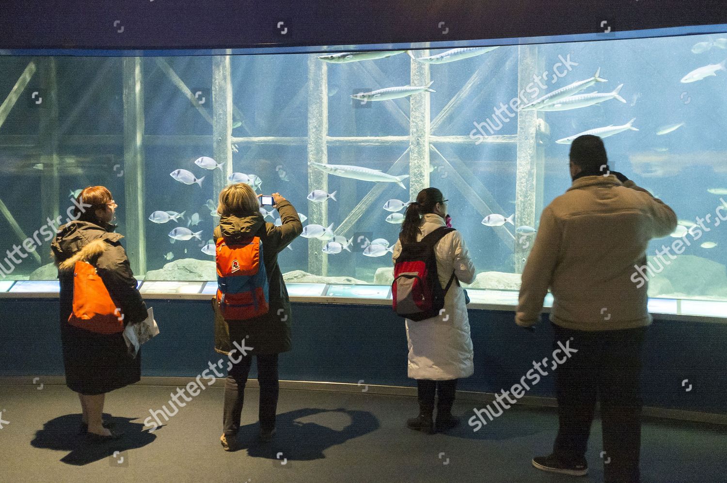 People Viewing Aquarium Inside Oceanografic City Editorial Stock Photo ...